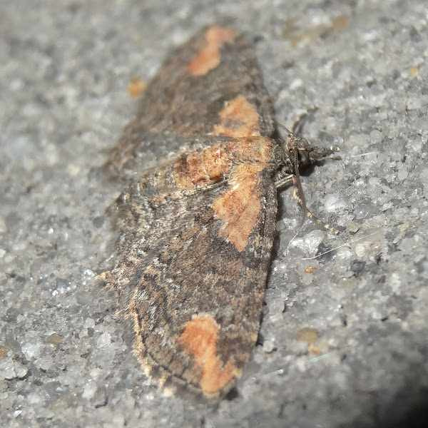 Pome Looper | Project Noah