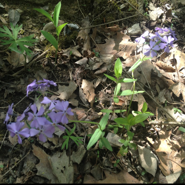 Phlox | Project Noah