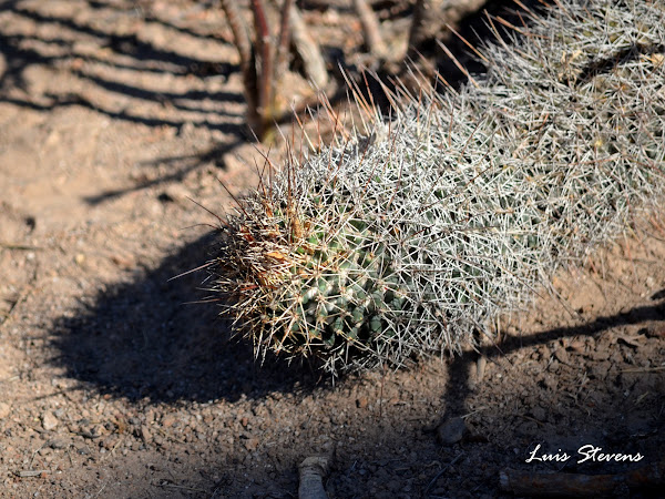 Cactus | Project Noah