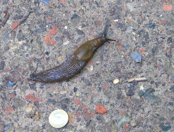 Red Slug | Project Noah