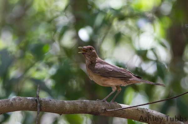 Clay-colored Thrush | Project Noah