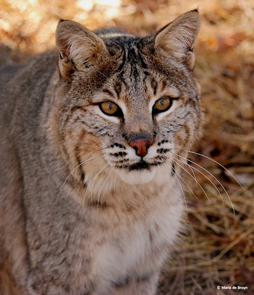Bobcat | Project Noah