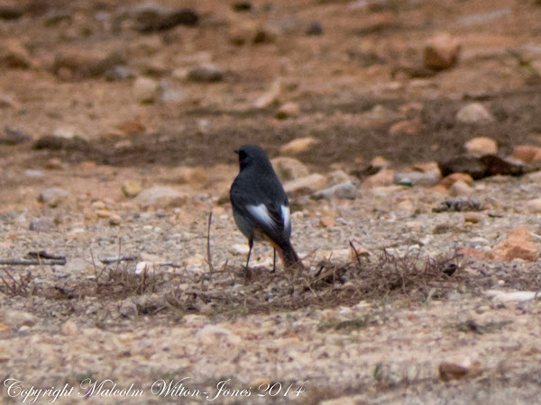Black Redstart; Colirrojo Tizón | Project Noah