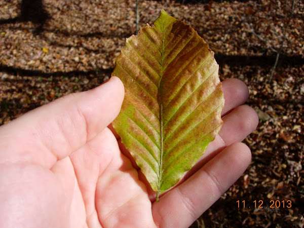 American Beech | Project Noah