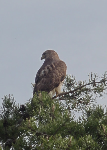 Red-tailed Hawk | Project Noah