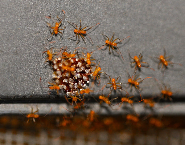 Newborn Assassin Bugs | Project Noah