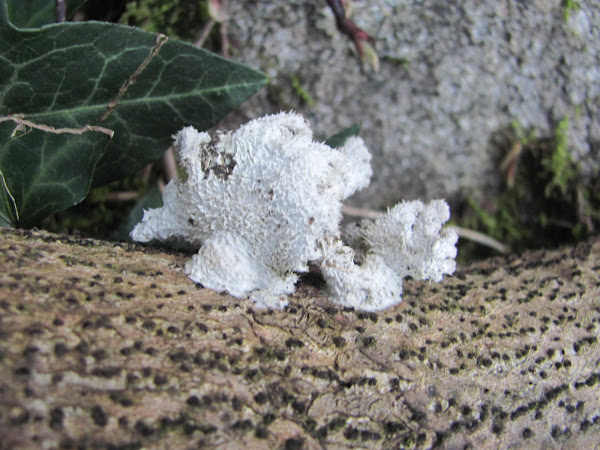 Split Gill | Project Noah