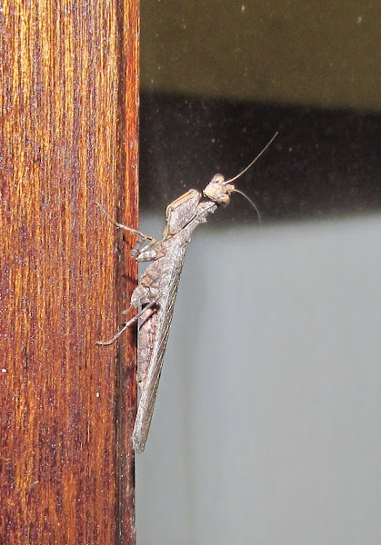 Bark mantid | Project Noah