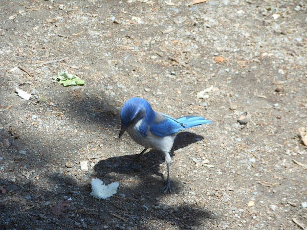 Western Scrub Jay | Project Noah