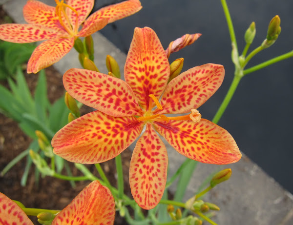 Blackberry Lily | Project Noah
