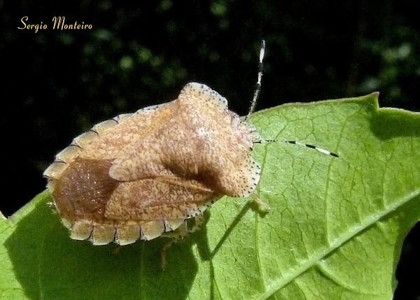 Stink bug | Project Noah