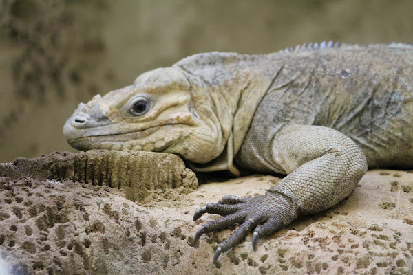Rhinoceros Iguana | Project Noah