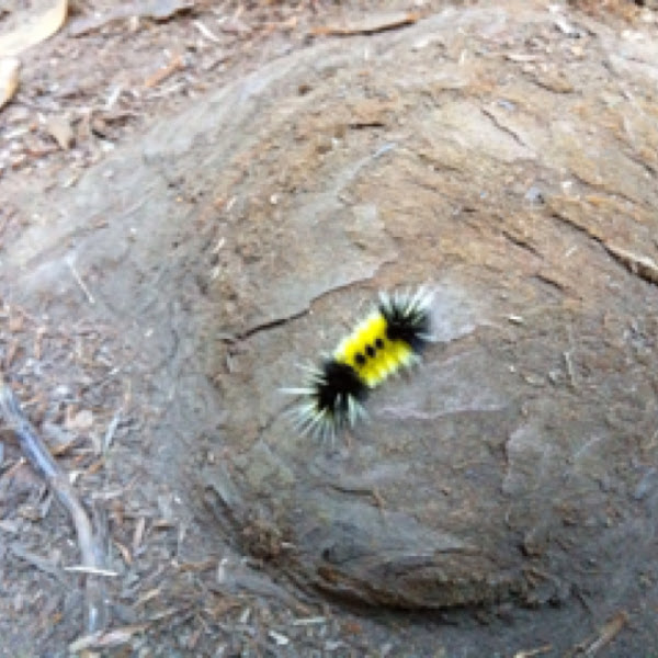 Spotted Tussock Moth Caterpillar | Project Noah