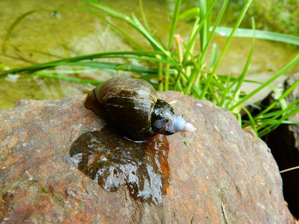 Great Pond Snail | Project Noah