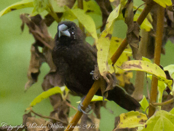 Dusky Munia | Project Noah