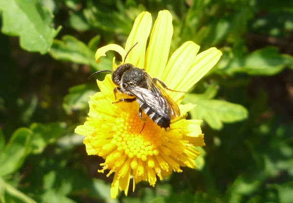 Abeja cortadora de hojas. Leaf-cutting bee | Project Noah