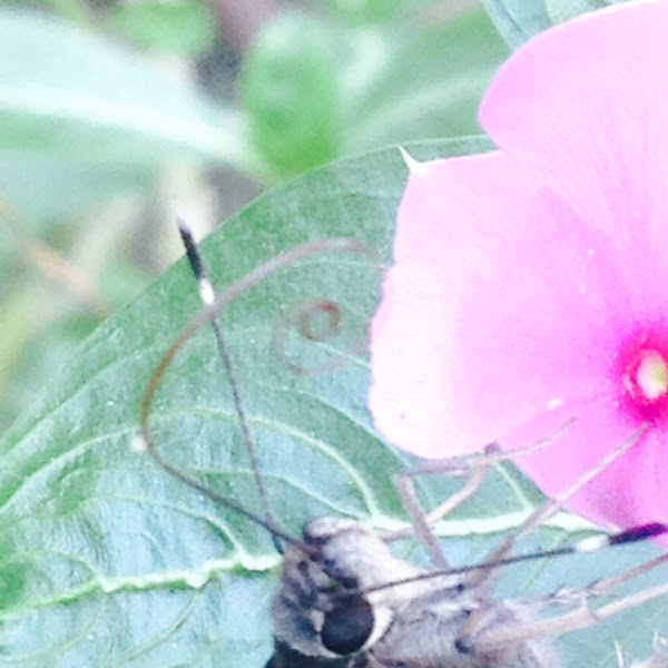 Grass Demon | Project Noah