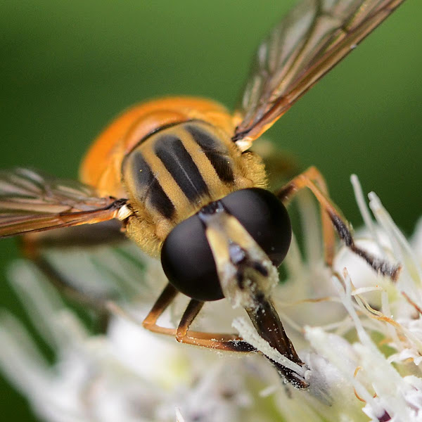 hoverfly | Project Noah