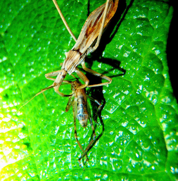 Assassin Bug | Project Noah