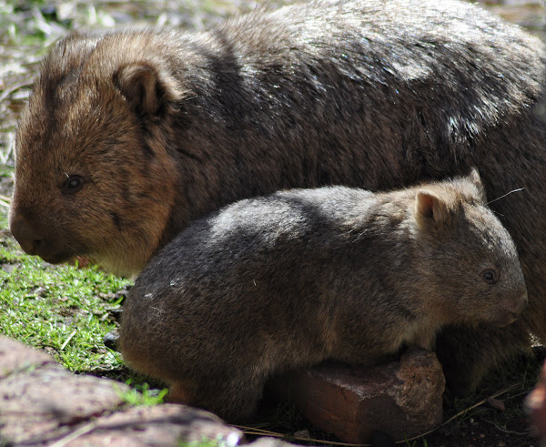Common wombat | Project Noah