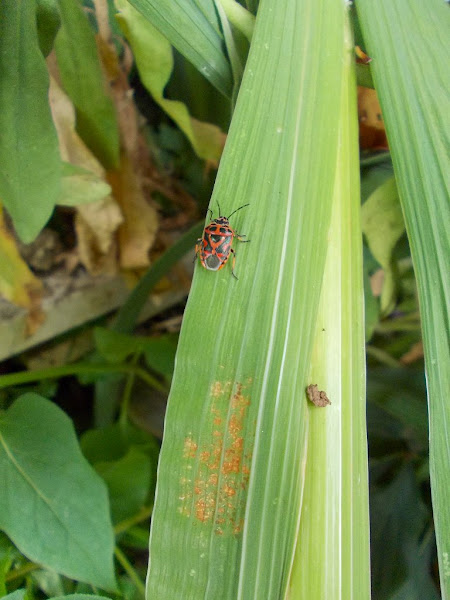 Ornate Shieldbug | Project Noah