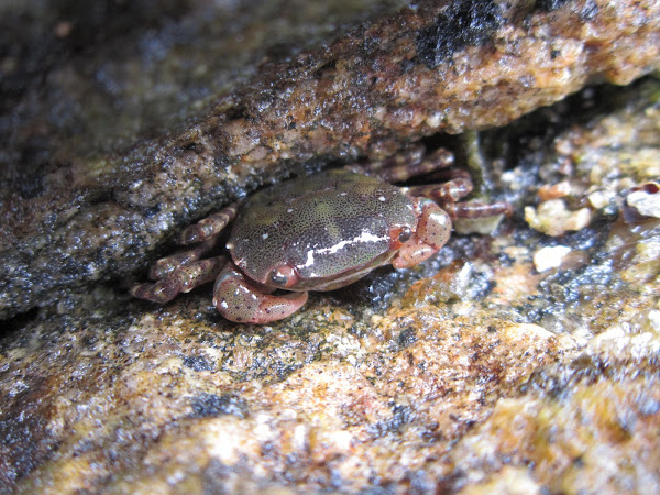 Asian Shore Crab | Project Noah