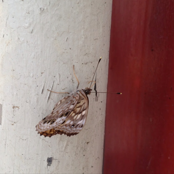 Hackberry Emperor | Project Noah