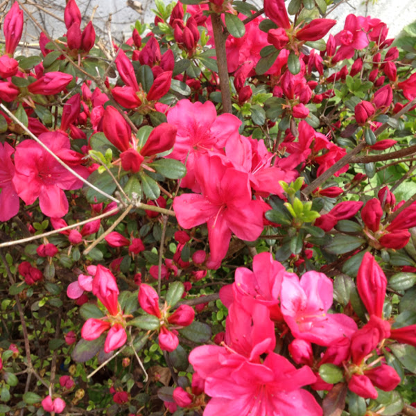 Azalea | Project Noah