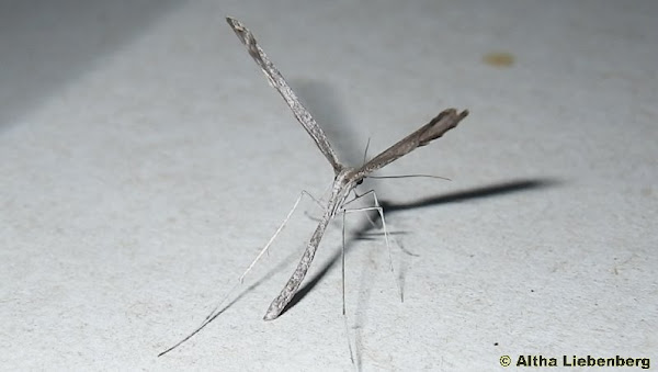 Pustule Plume Moth | Project Noah