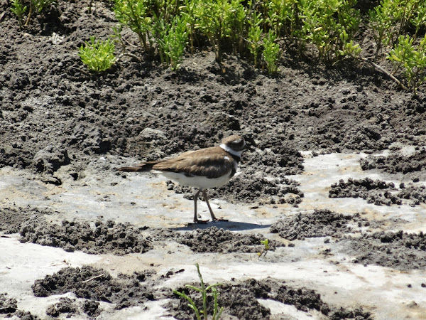 Killdeer | Project Noah