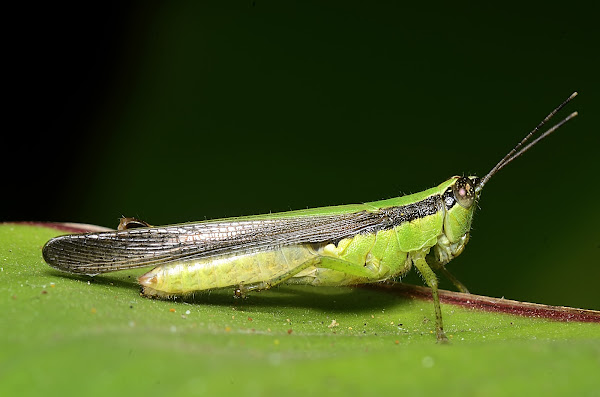 Grasshopper | Project Noah