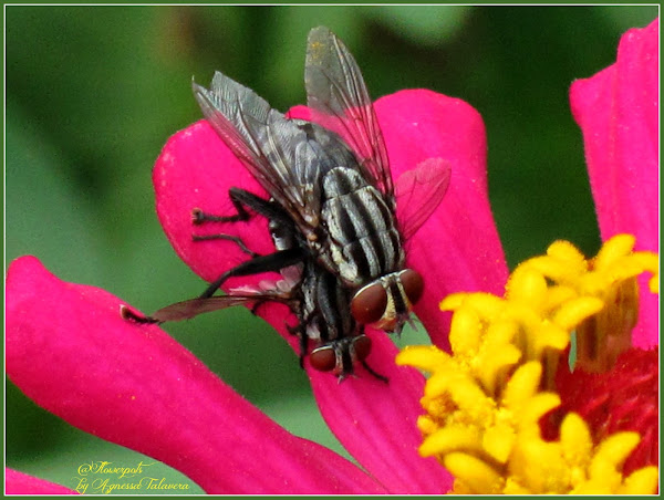 Sarcophagine Flesh Flies (Mating) | Project Noah