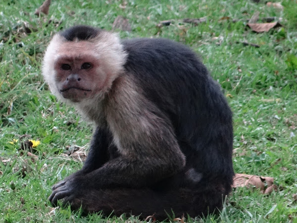 White-headed Capuchin Monkey | Project Noah