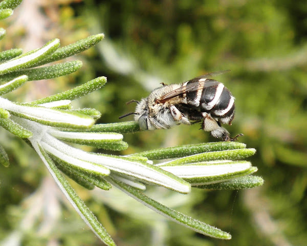 Abeja cebra | Project Noah