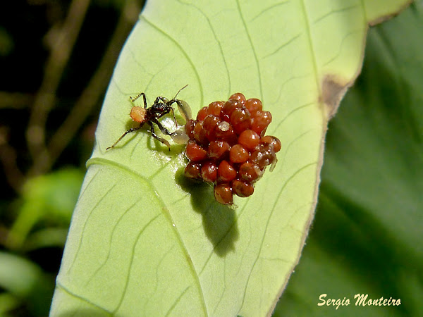 Assassin bug eggs hatching | Project Noah
