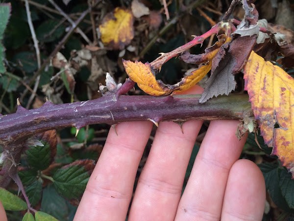 Himalayan blackberry | Project Noah