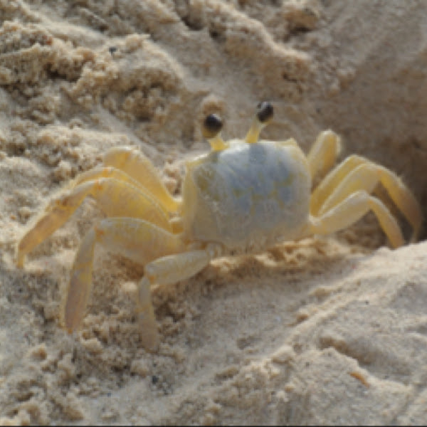 Ghost crab | Project Noah