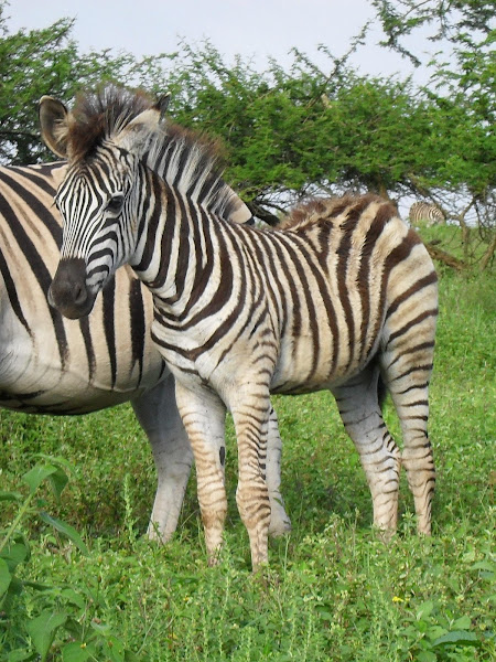 Burchell's Zebra | Project Noah