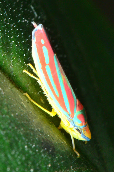 Candy-striped Leafhopper | Project Noah