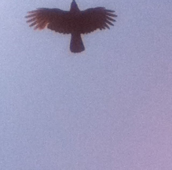 Crows | Project Noah