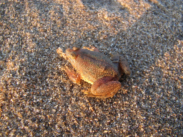 Green floating frog | Project Noah