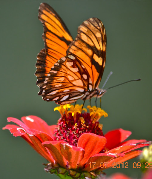Juno Longwing Butterfly | Project Noah