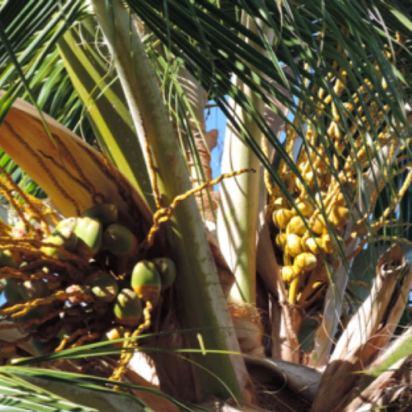 Coconut Palm | Project Noah