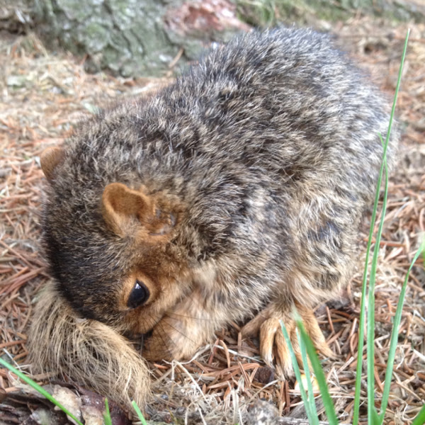 Eastern Fox Squirrel | Project Noah