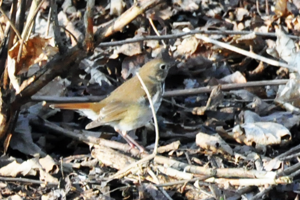 Hermit Thrush | Project Noah
