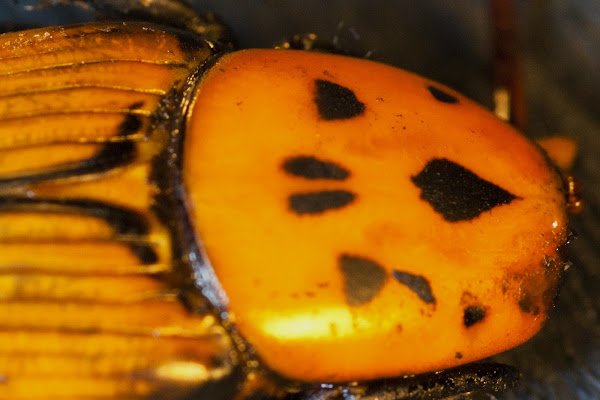 red palm weevil | Project Noah