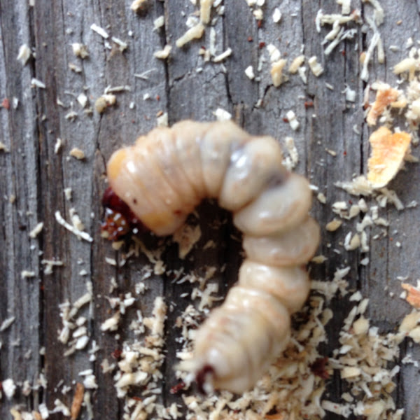 Ribbed pine borer | Project Noah