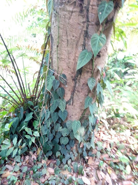 Heart Leaf Ivy | Project Noah