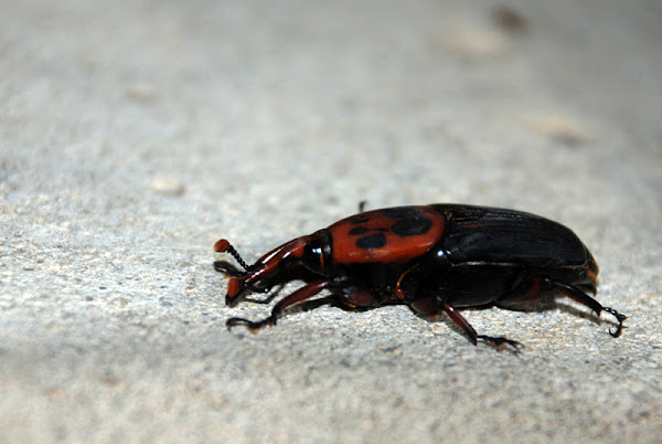 Red Palm Weevil | Project Noah
