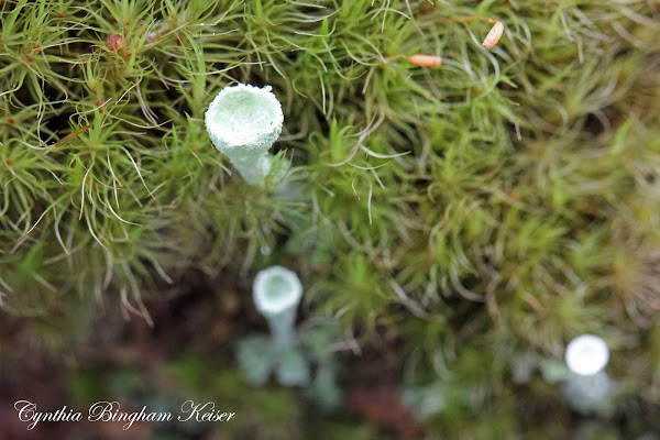 Cup Lichen | Project Noah
